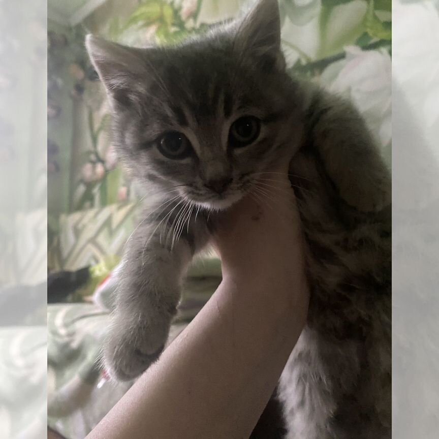 Отдам котят в добрые руки