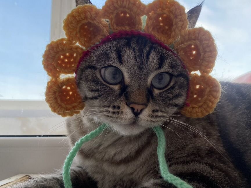 Шапочка для кошки на заказ