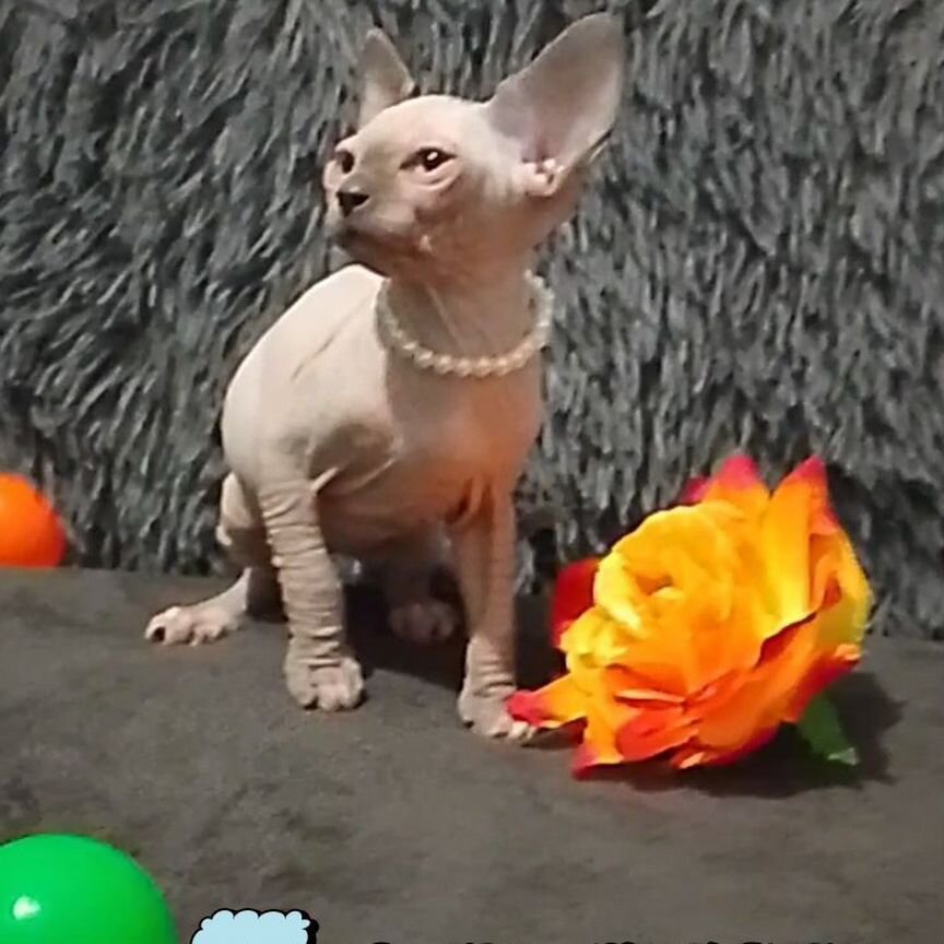 Канадский сфинкс котёнок