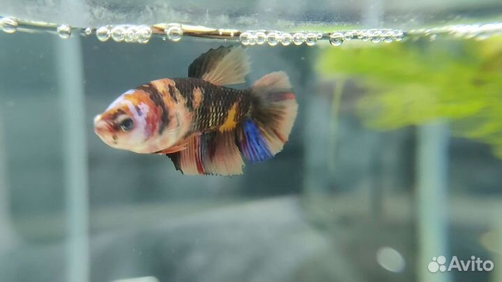 Самки петушка (курочки) Мультиколор кои