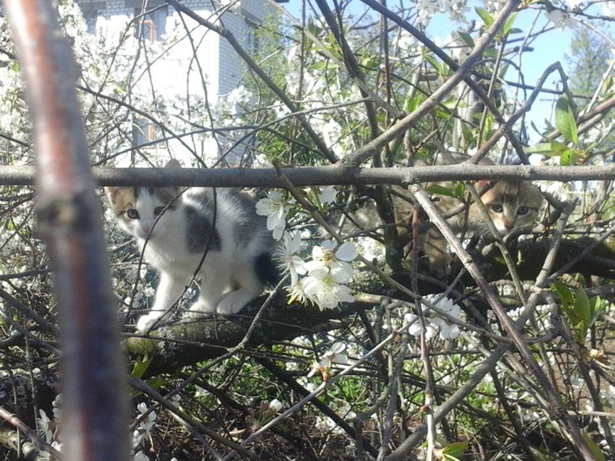 Котята настоящие деревенские крысыловы
