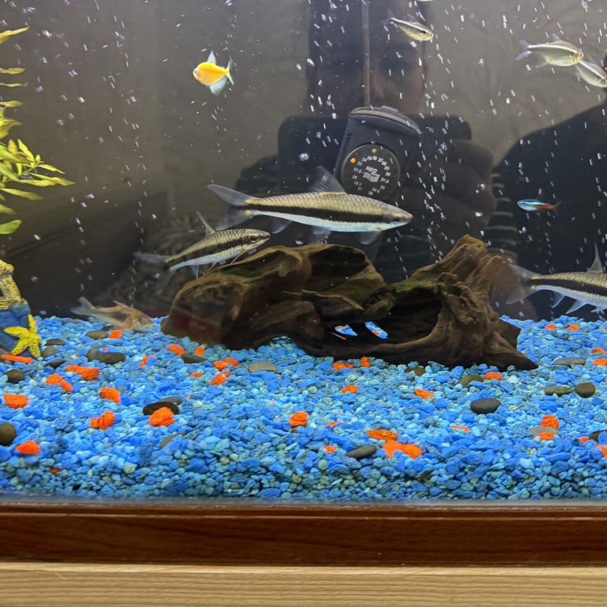 Сиамский водорослеед 3 шт