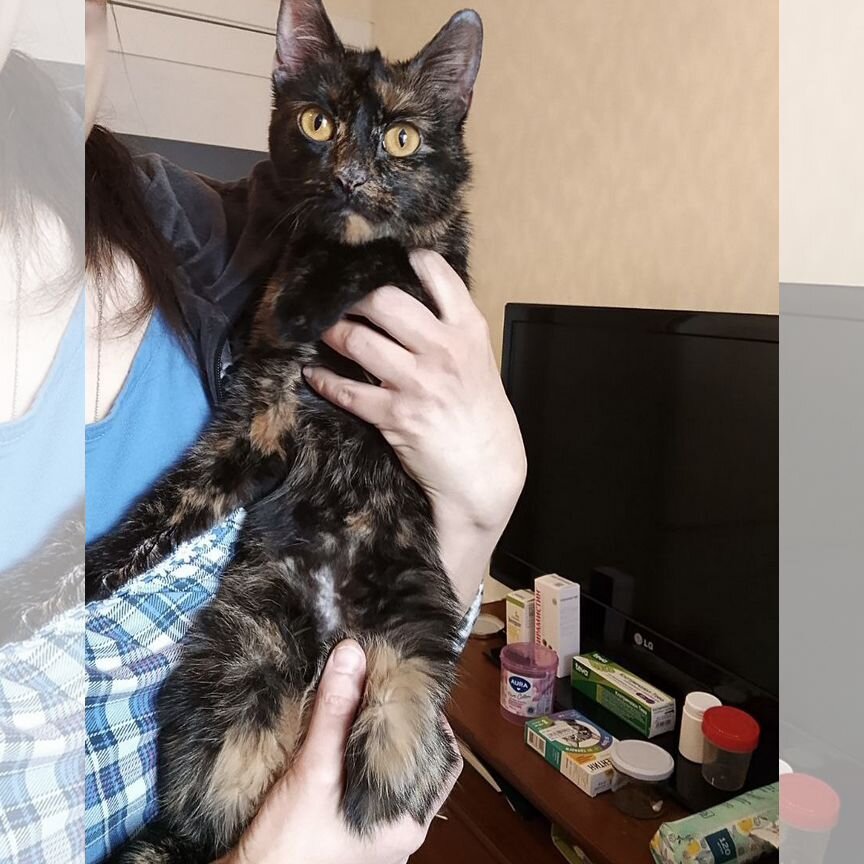 Взрослая, Девочка кошка в добрые руки