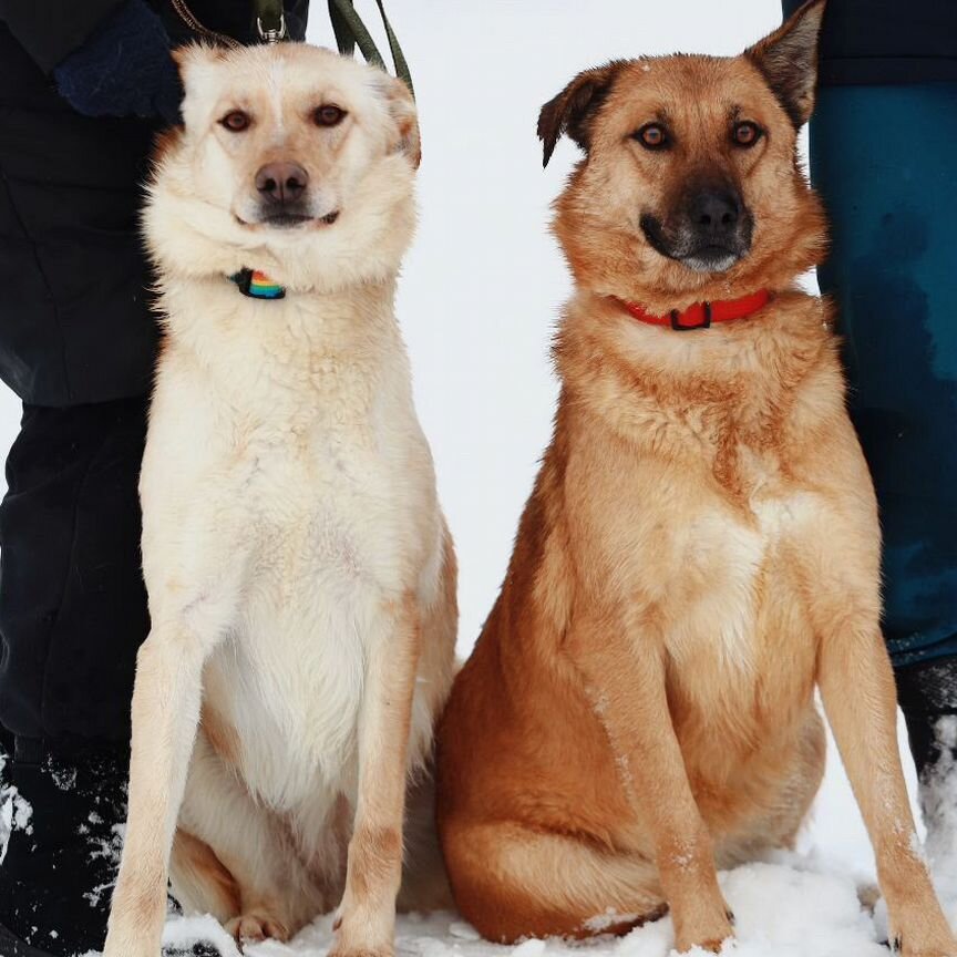 Взрослая собака в добрые руки