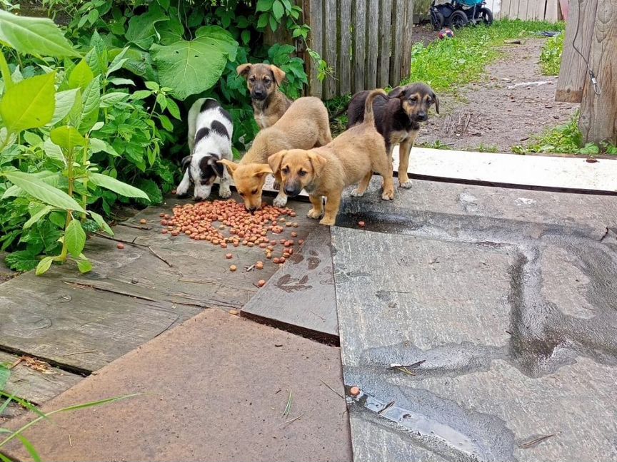 Щенки в добрые руки