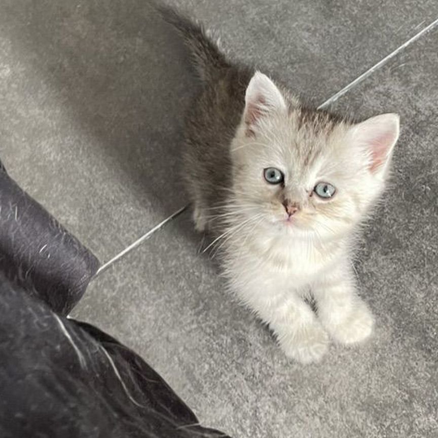 Шотландский прямоухий короткошёрстный котёнок