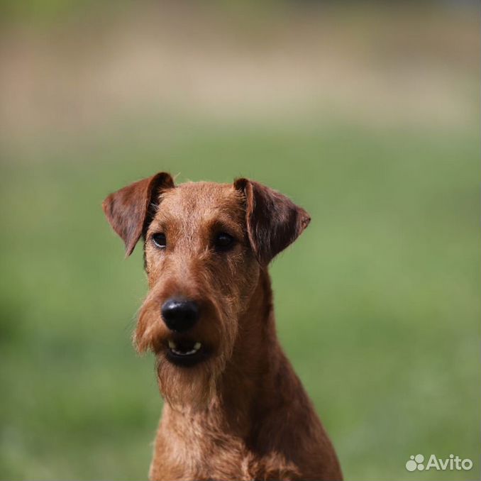 Ирландские терьеры - любимцы джентльменов