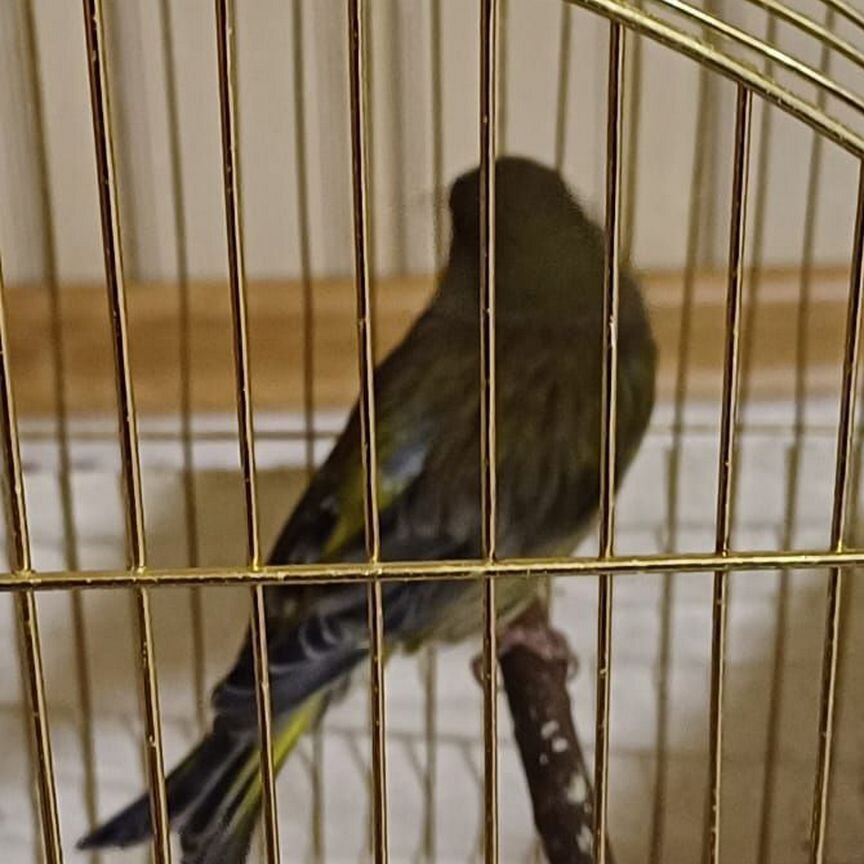 Зеленушка канарейка