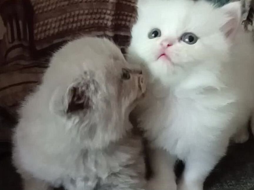 Вислоухие и прямоухие котята хайленд