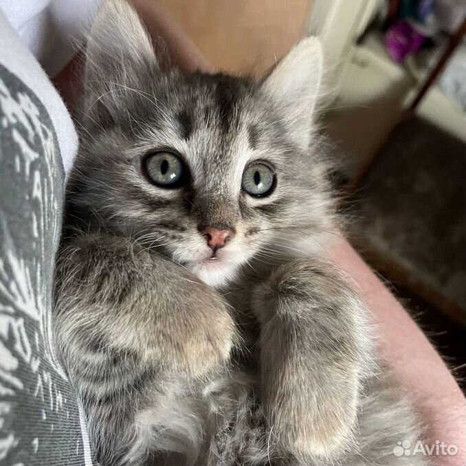 Милая, веселая котейка