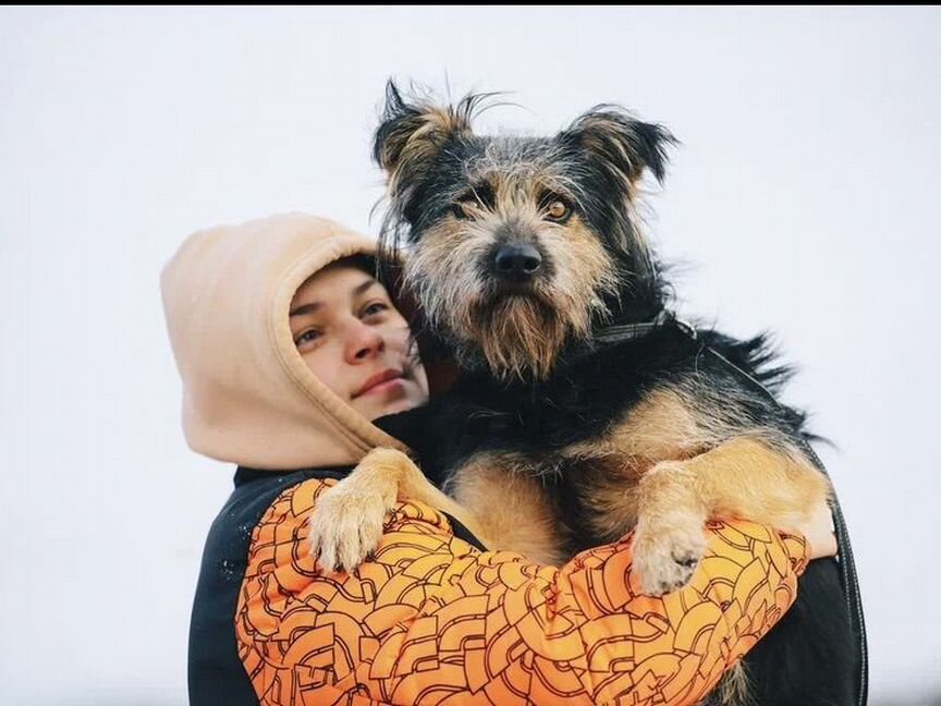 Собака из приюта в добрые руки