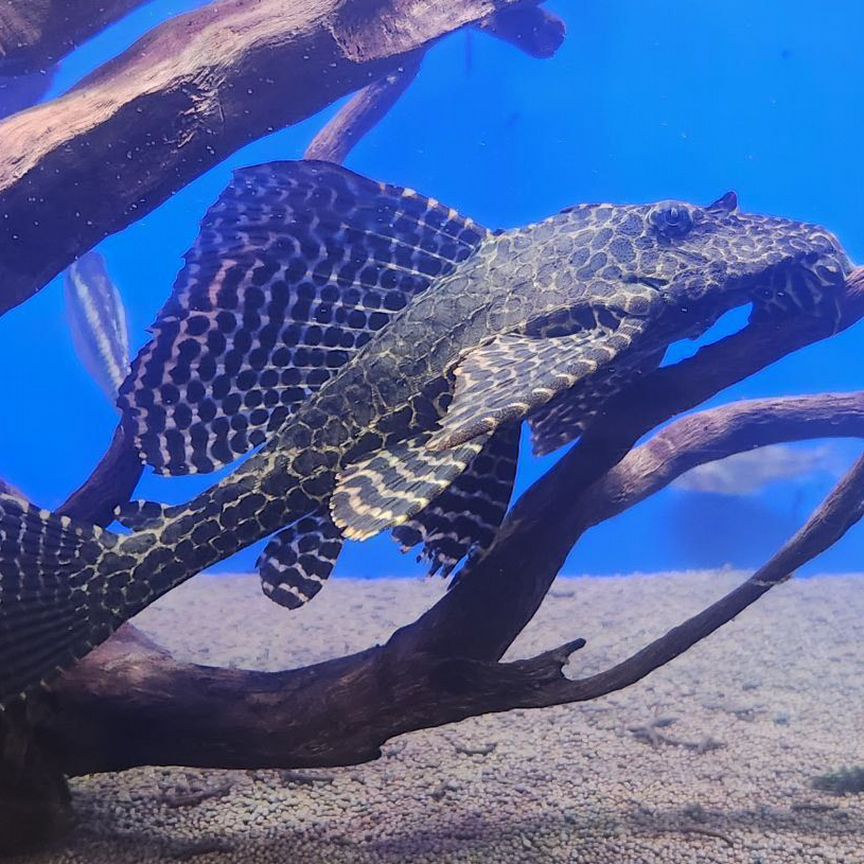 Птеригоплихт парчовый