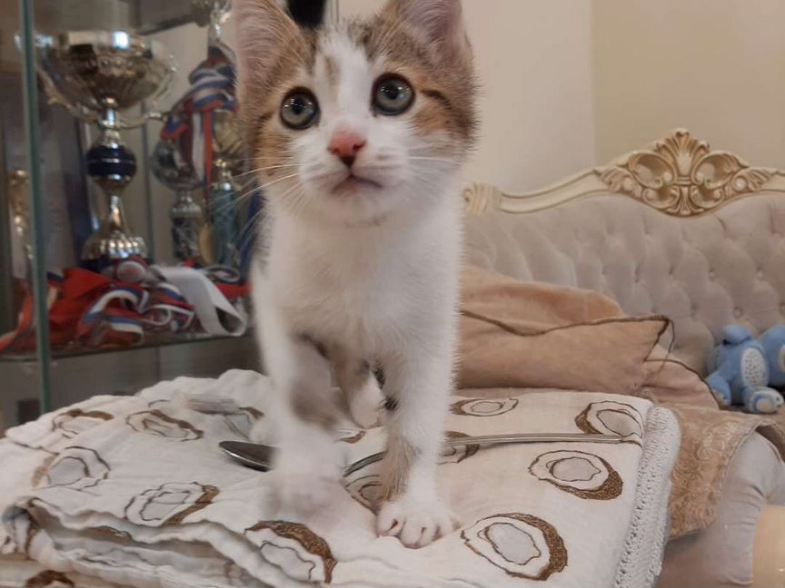 Котята с мятными глазами