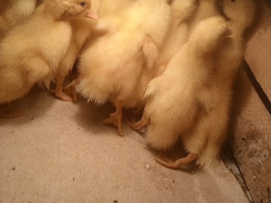 Утята агидель д,р,11,08,24