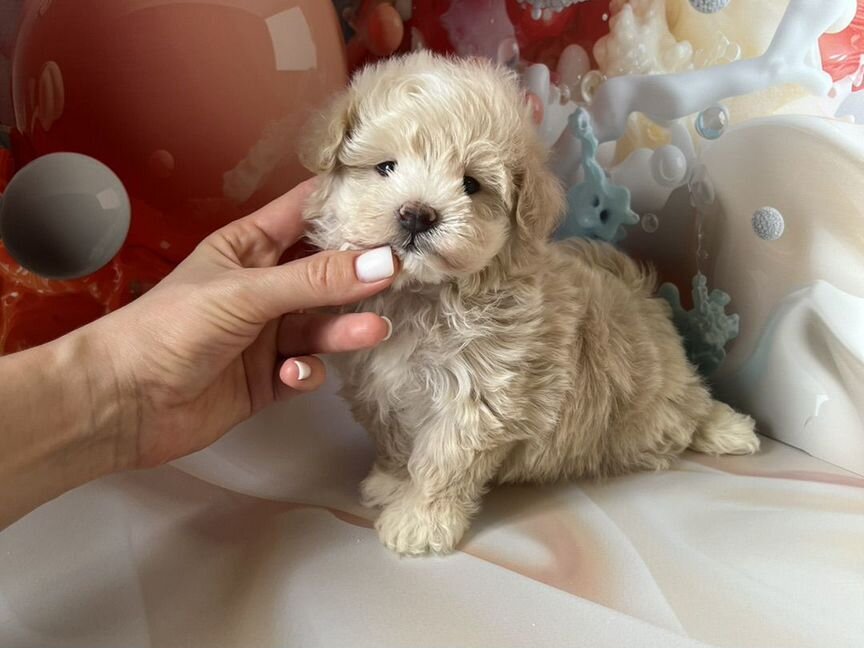 Мальтипу Ф1 мини мальчик