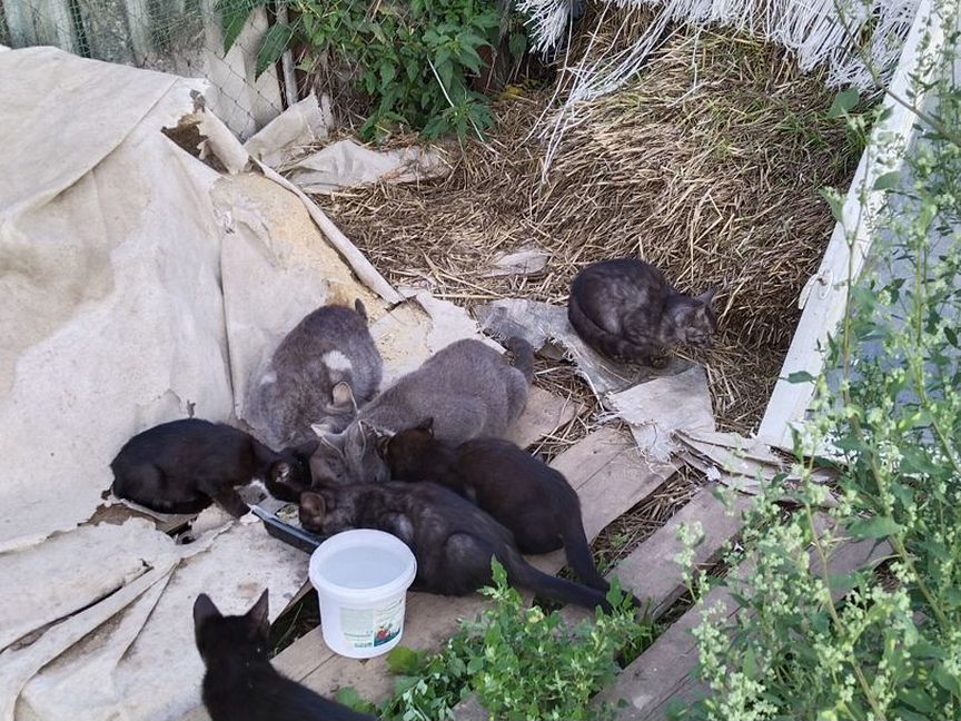 Котята в добрые руки бесплатно