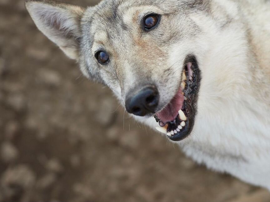Безгранично ласковый Хасан ищет семью