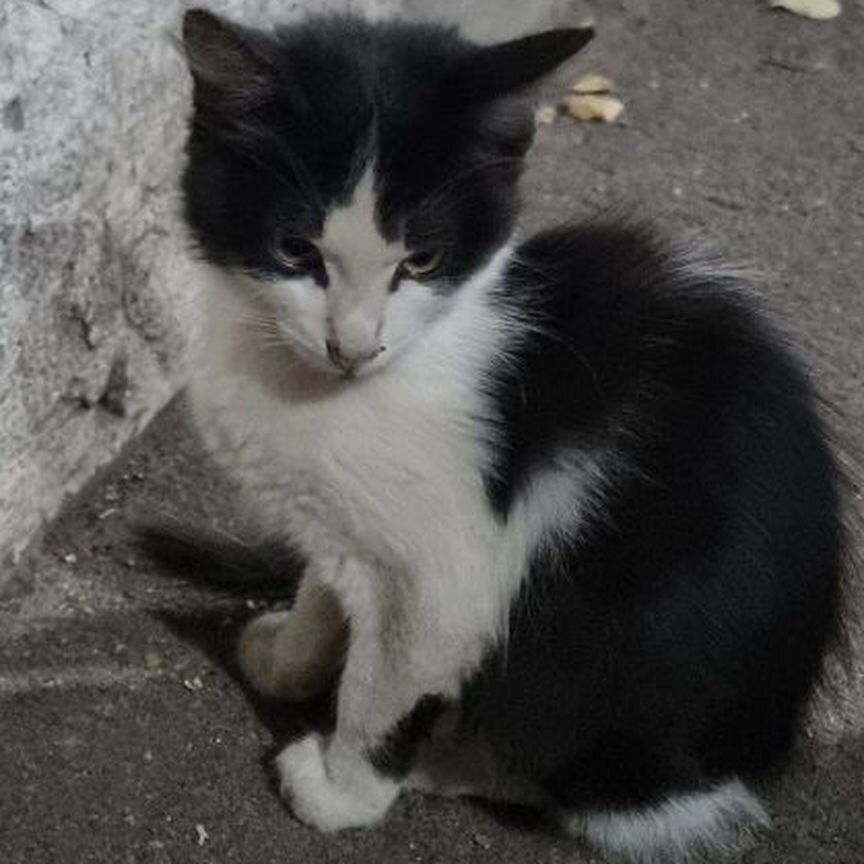 Котёнок в добрые руки