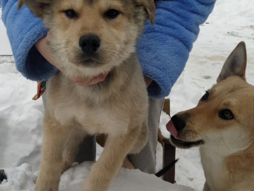 Щенки для охраны