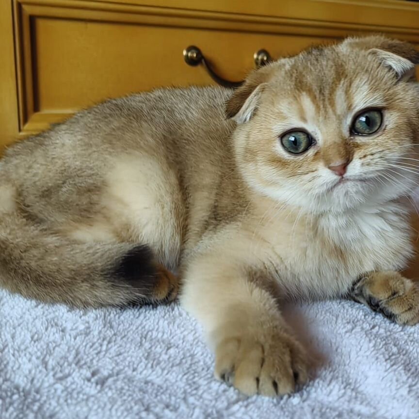 Медвежонок