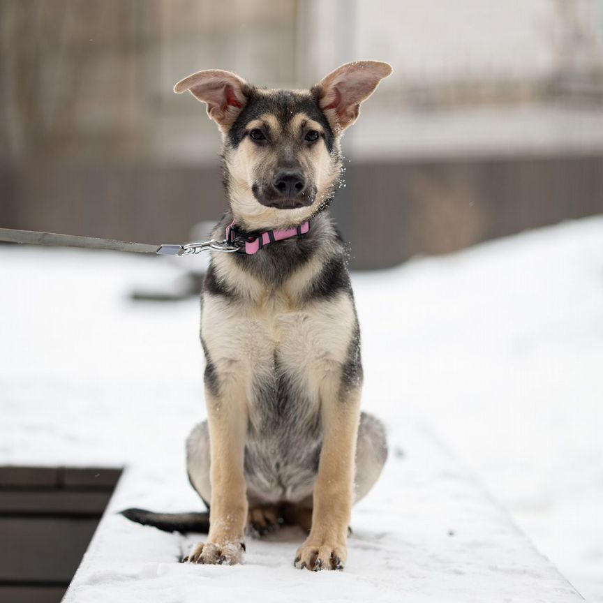 Солнечная Лулу ищет дом