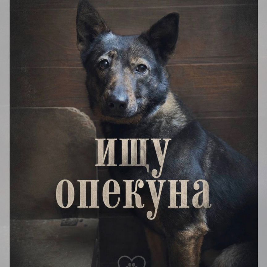 Взрослая собака в добрые руки