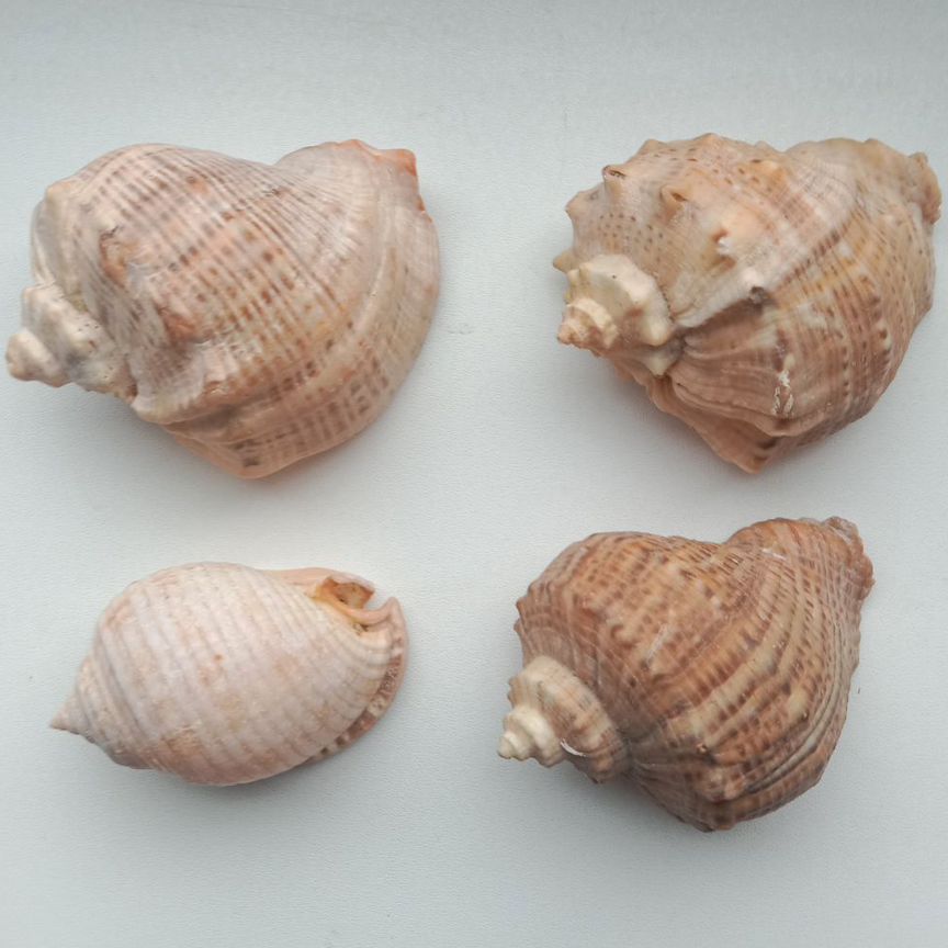 Морские ракушки