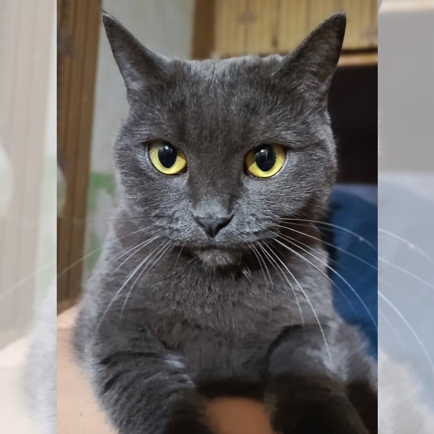 Взрослая кошка в добрые руки