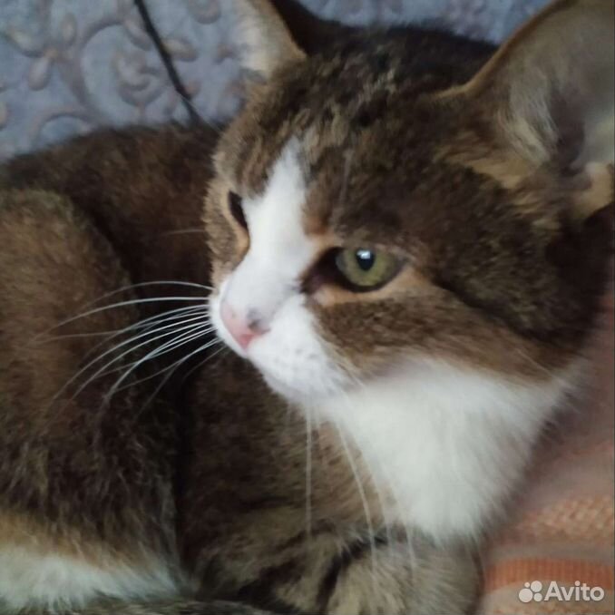 Кошечка Яся ищет своего человека