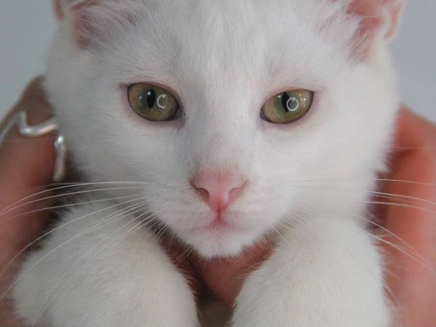 Котята турецкой ангоры бесплатно