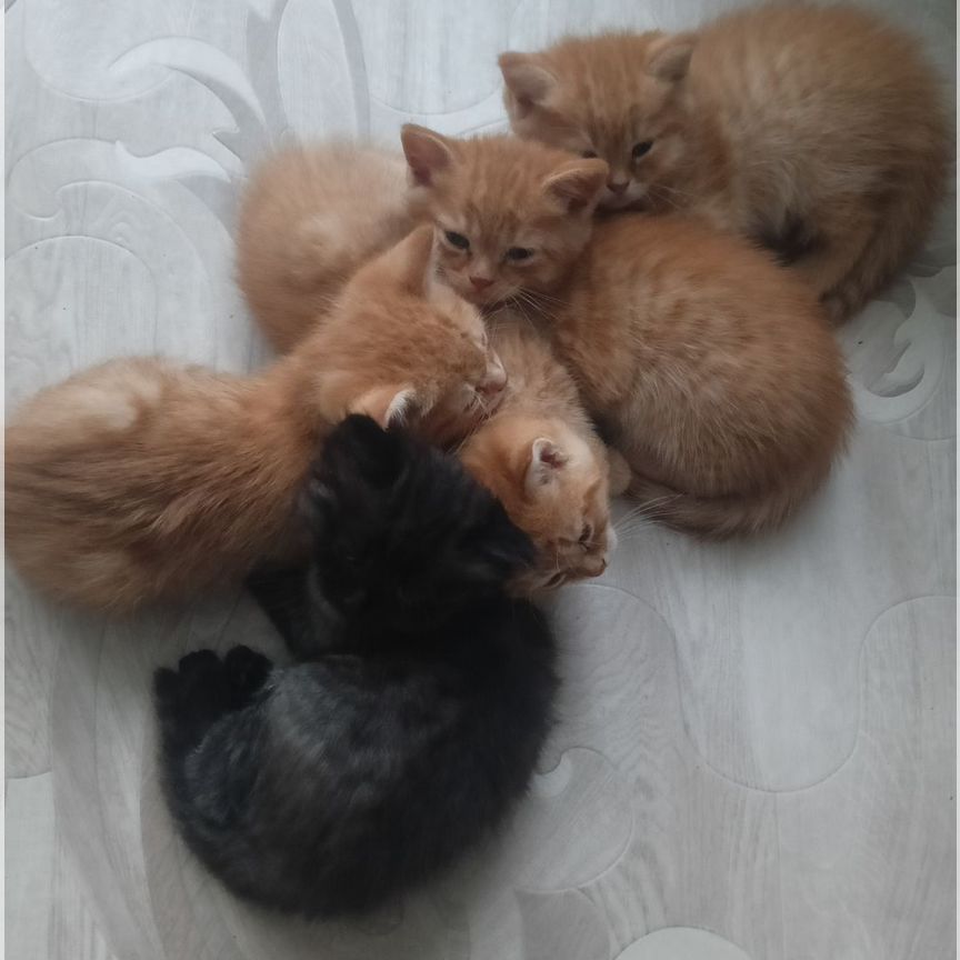 Котята