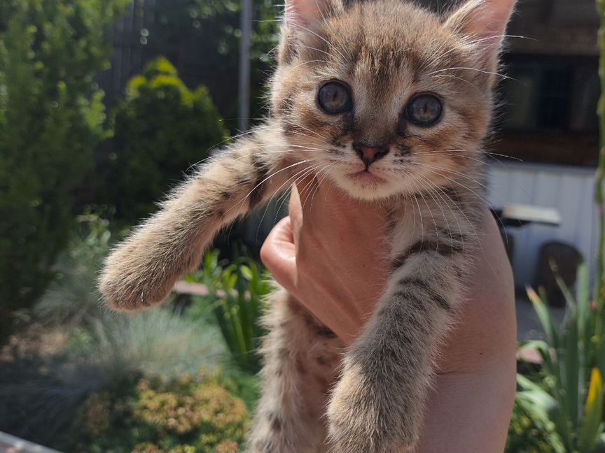 Турецкая Ангора