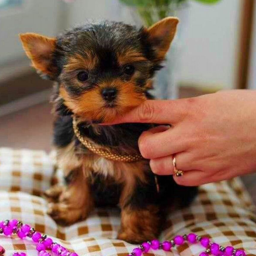 Йоркширский терьер, щенок