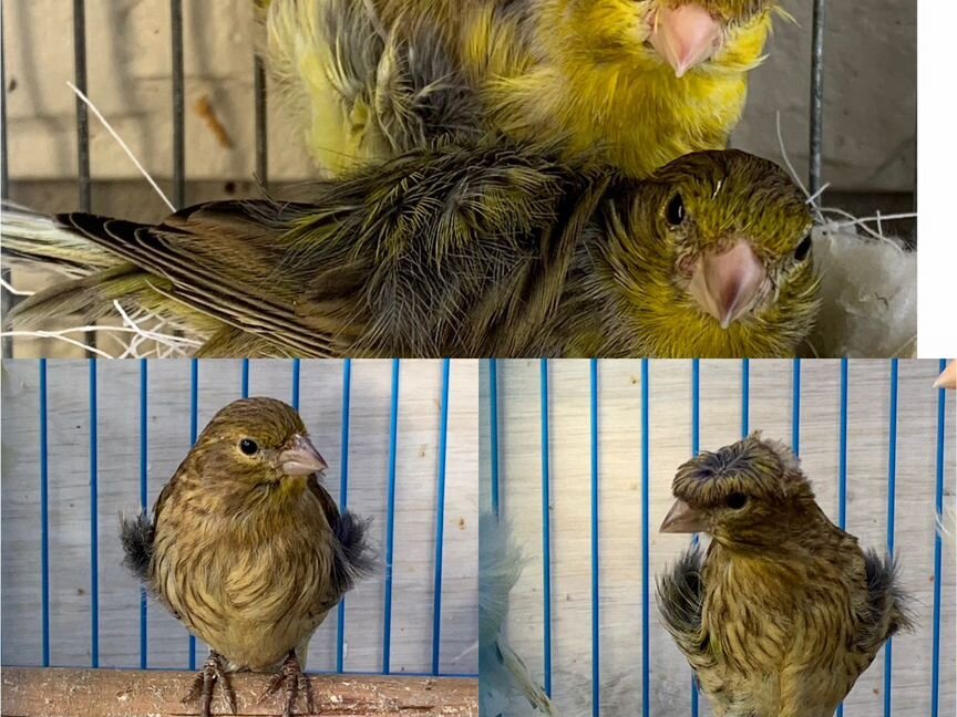 Канарейки кудрявые Феорино