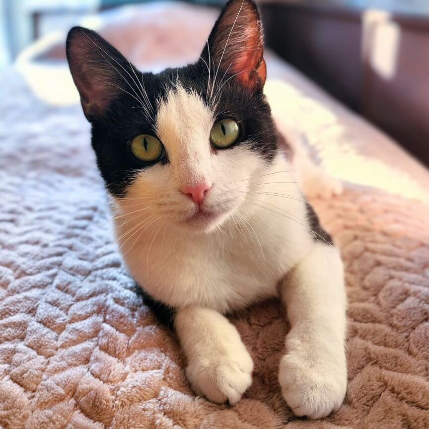 Взрослая, кошка в добрые руки