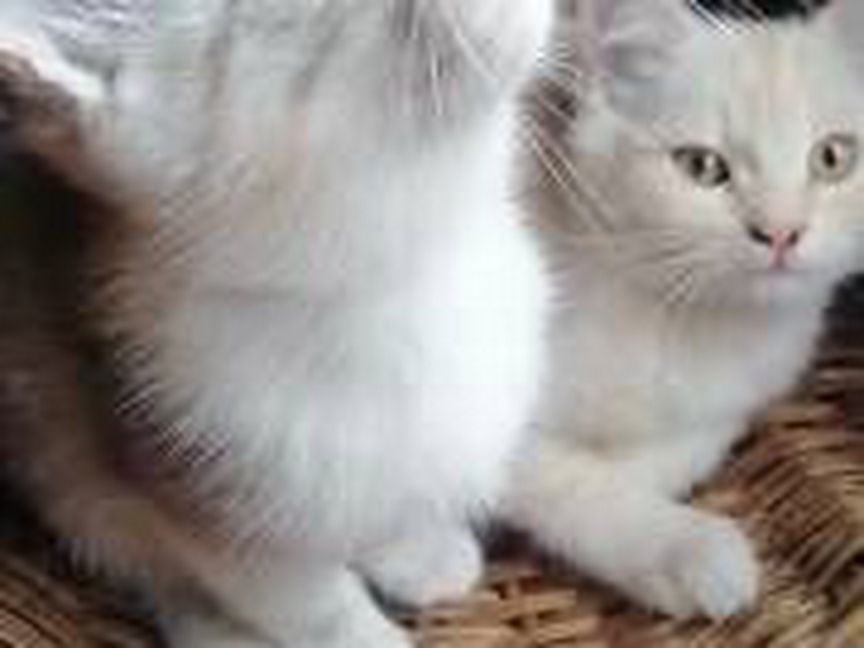 Британцы-полукровки