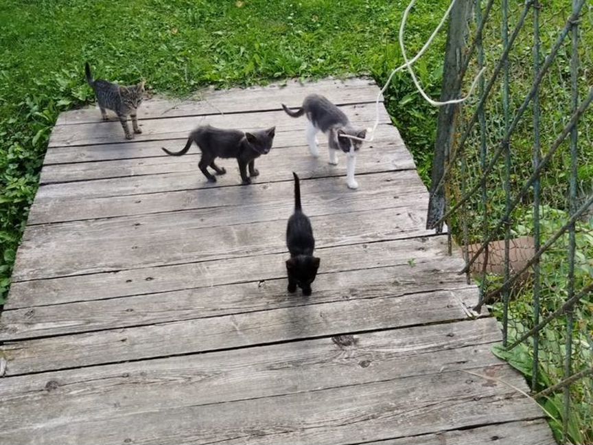 Котята в добрые руки SOS