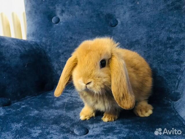 Кролики мини рыжие солнечные
