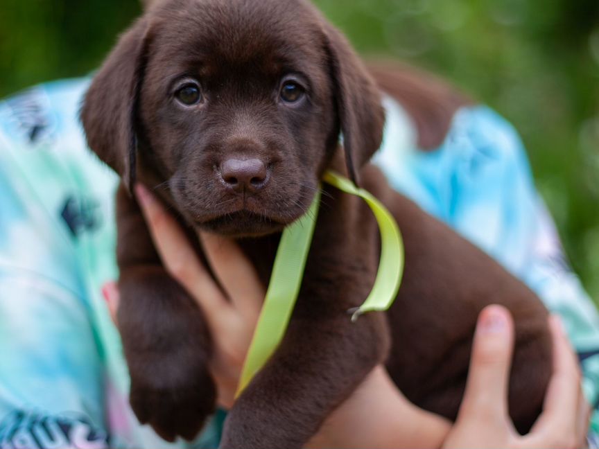 Щенки лабрадора с документами