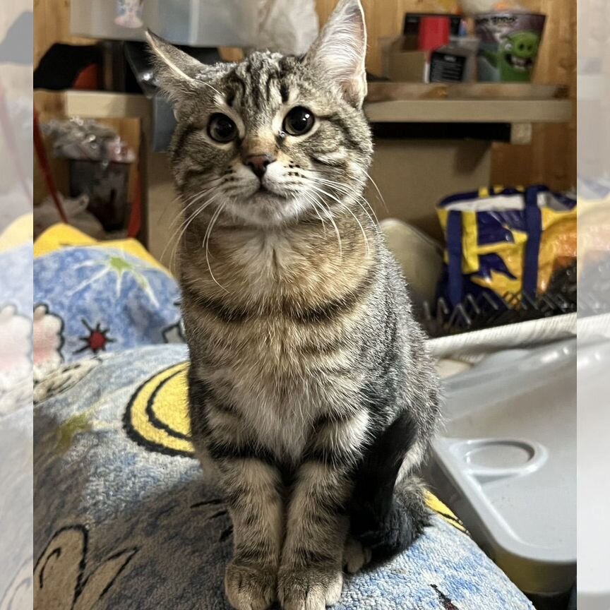 Котёнок в добрые руки