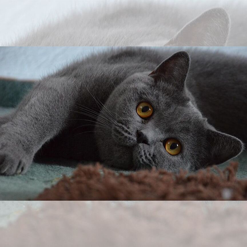 Британская короткошёрстная, взрослая кошка