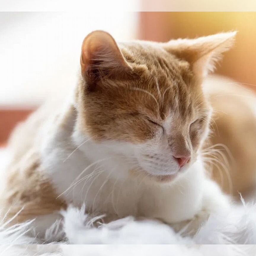 Стерилизованная кошка-мышеловка Мандаринка в дар