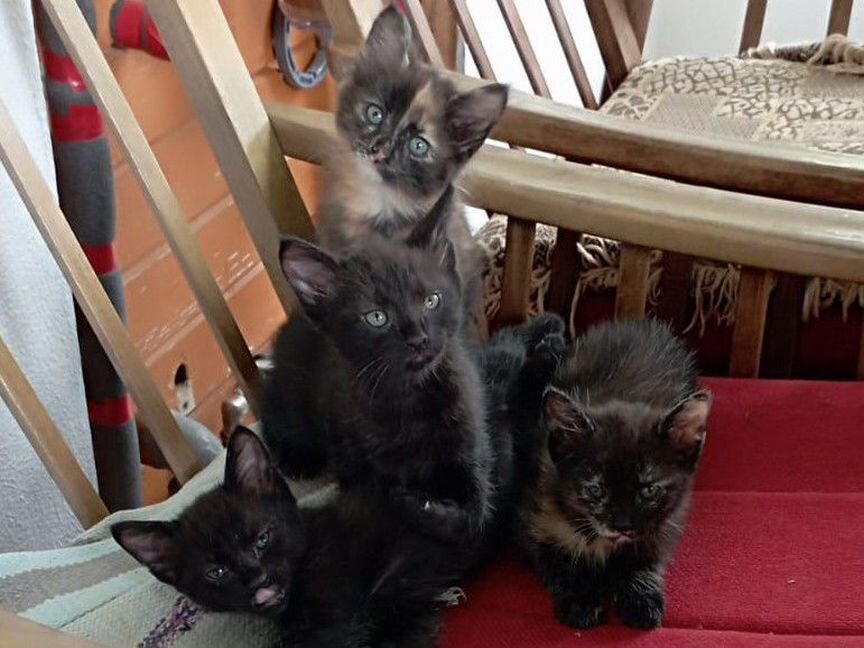 Котята в добрые руки бесплатно, к лотку приучены