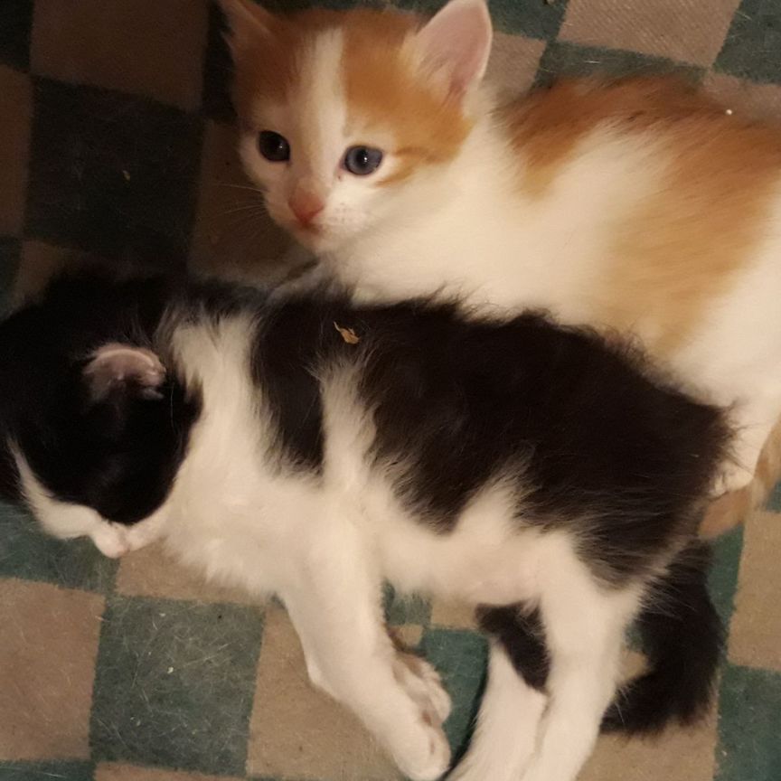 Котята 1,5мес бесплатно