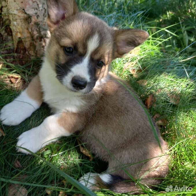 Рыжие кардиганчики