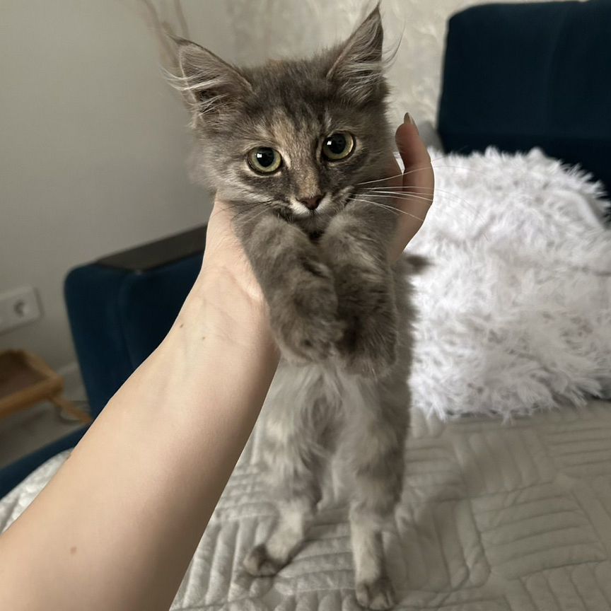 Котенок в добрые руки