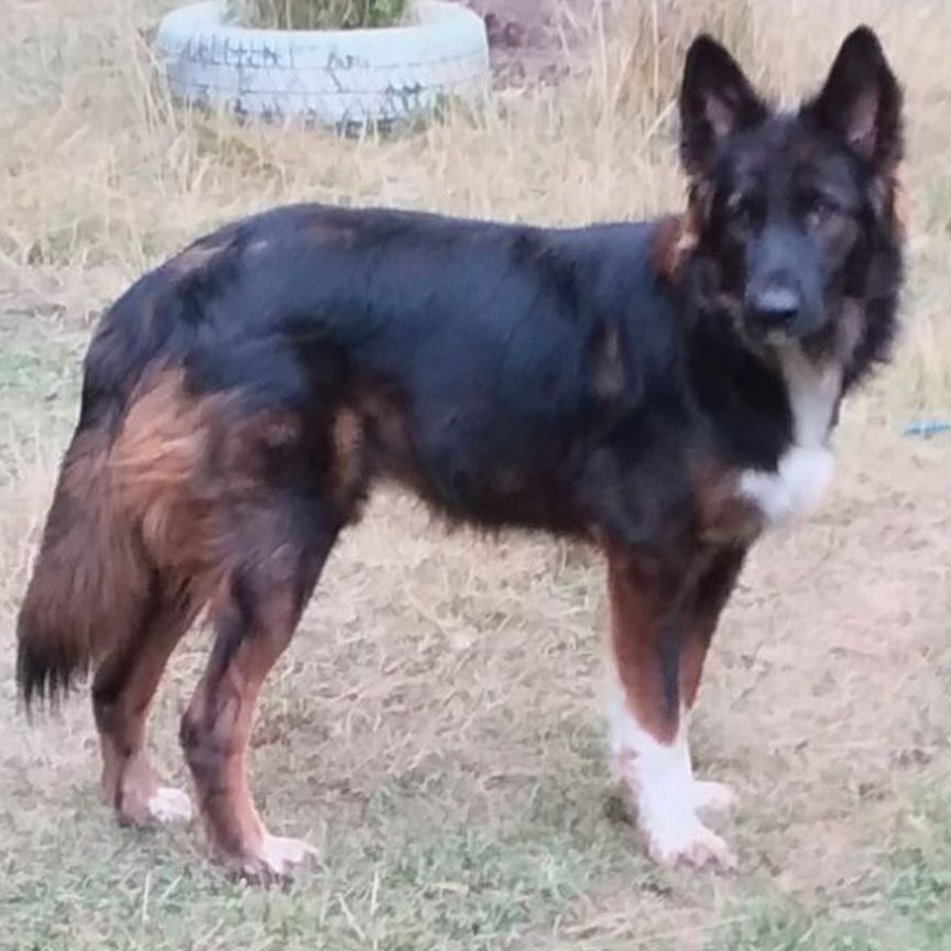 Немецкая овчарка, взрослый пёс