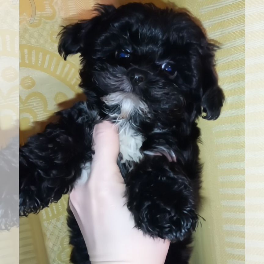 Мальтипу, щенок