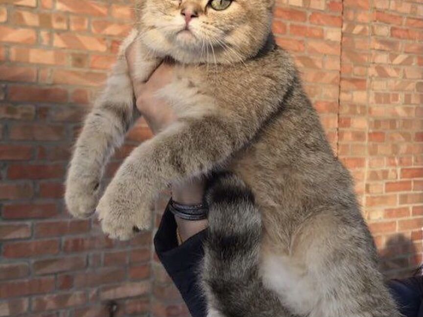 Британская кошка в добрые руки
