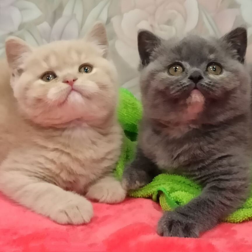 Британские котята